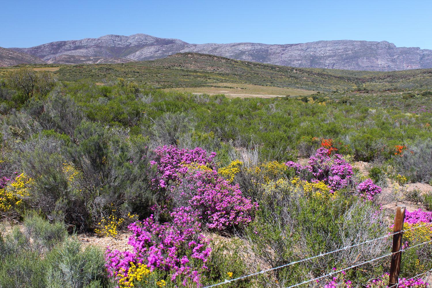 Loop Drive from Swellendam to the Little Karoo, South Africa - Wide ...