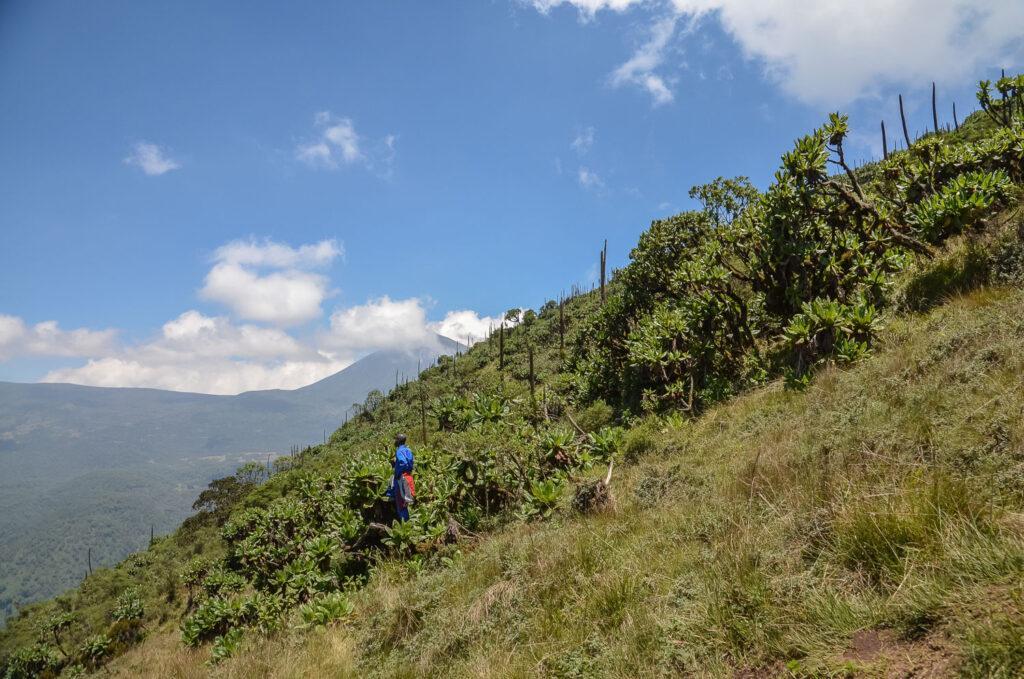Climbing Mt Bisoke, Volcanoes Natl Park, Rwanda - Wide Angle Adventure