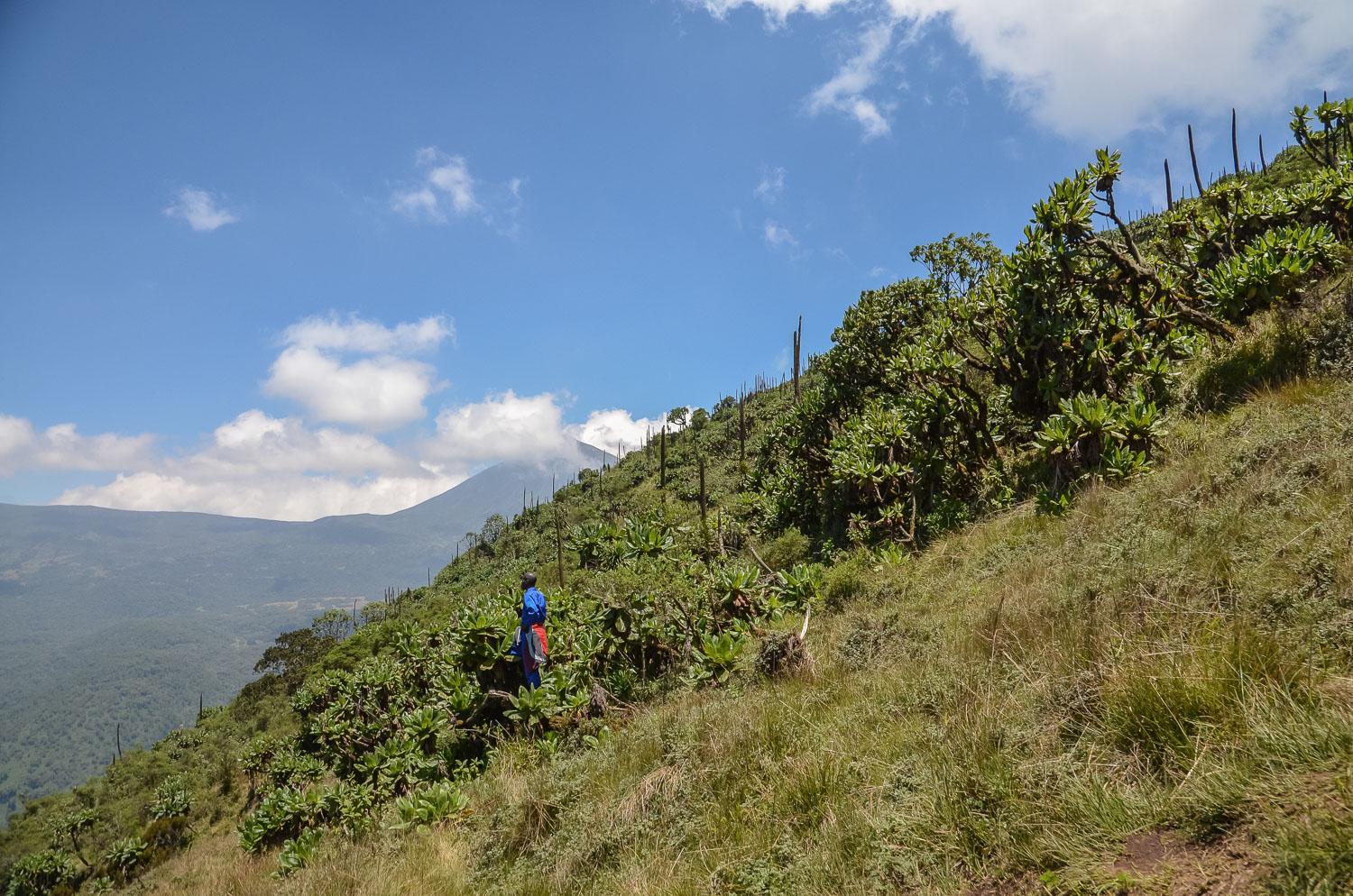 Climbing Mt Bisoke, Volcanoes Natl Park, Rwanda - Wide Angle Adventure