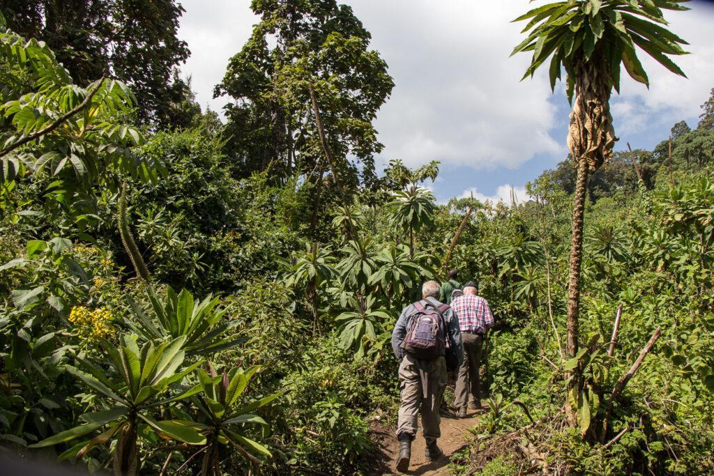 Climbing Mt Bisoke, Volcanoes Natl Park, Rwanda - Wide Angle Adventure