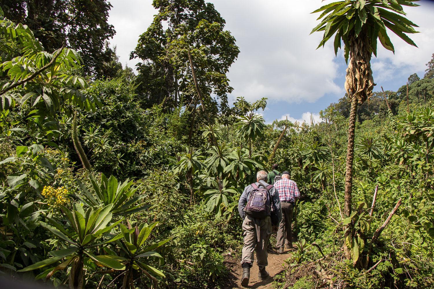 Climbing Mt Bisoke, Volcanoes Natl Park, Rwanda - Wide Angle Adventure