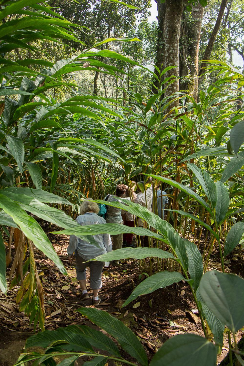 Walk Through Cardamom Plantation, Munnar, India - Wide Angle Adventure