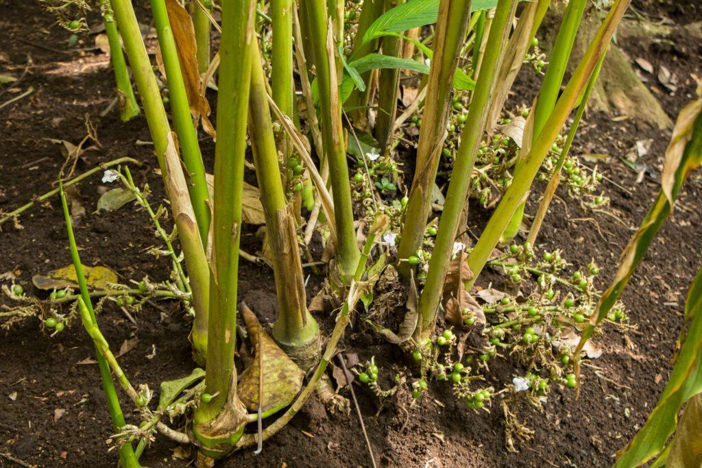 Walk Through Cardamom Plantation, Munnar, India - Wide Angle Adventure