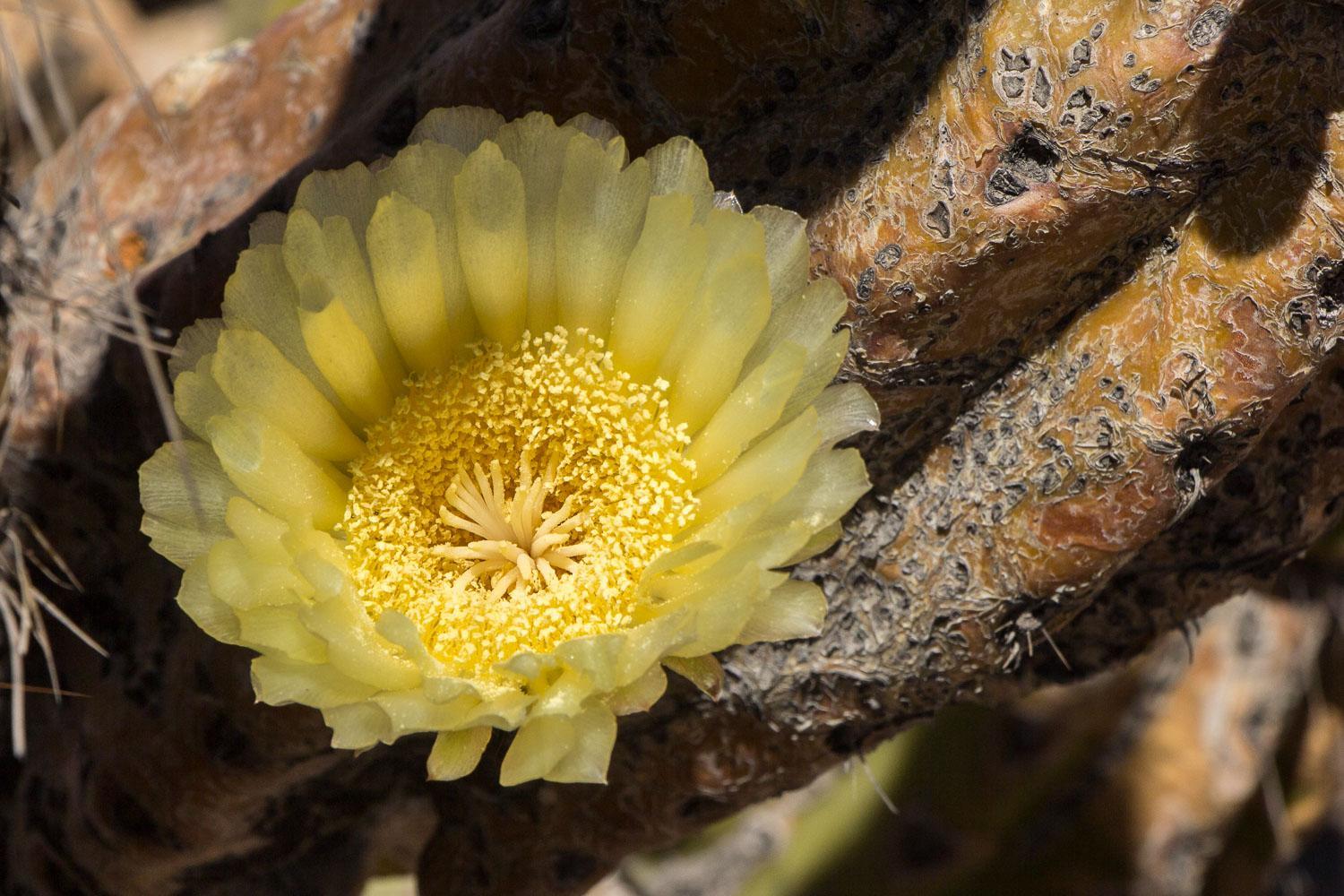 Day 4 Colchane to Pica, Chile - Wide Angle Adventure