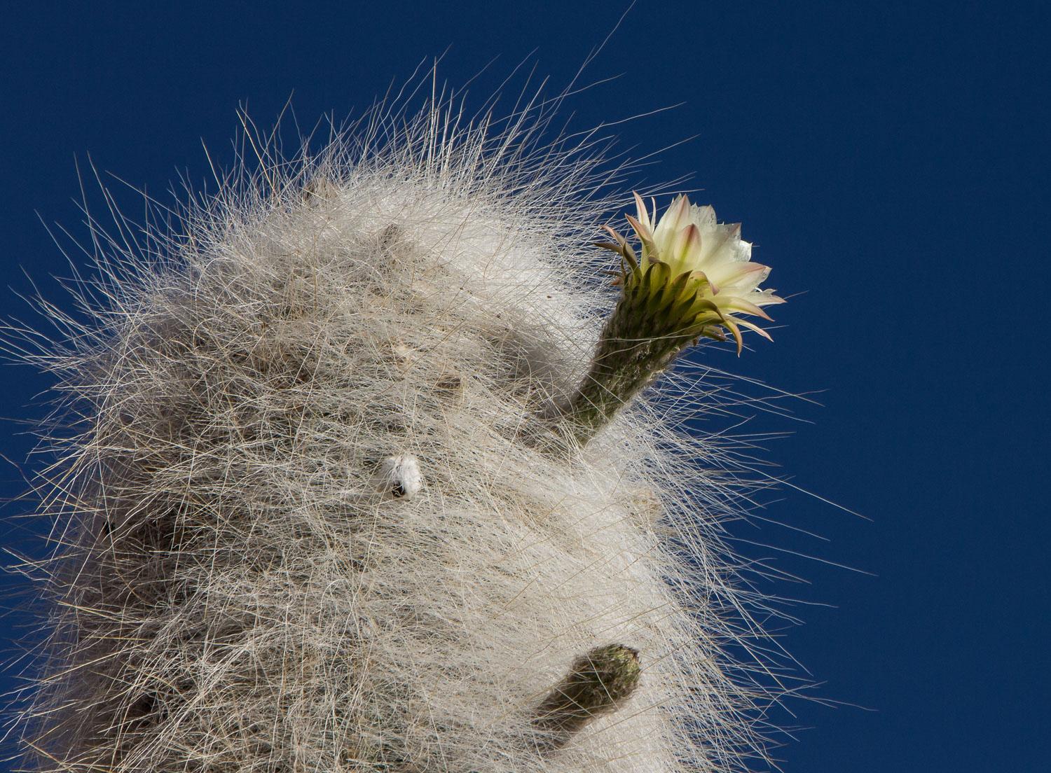 Day 4 Colchane to Pica, Chile - Wide Angle Adventure