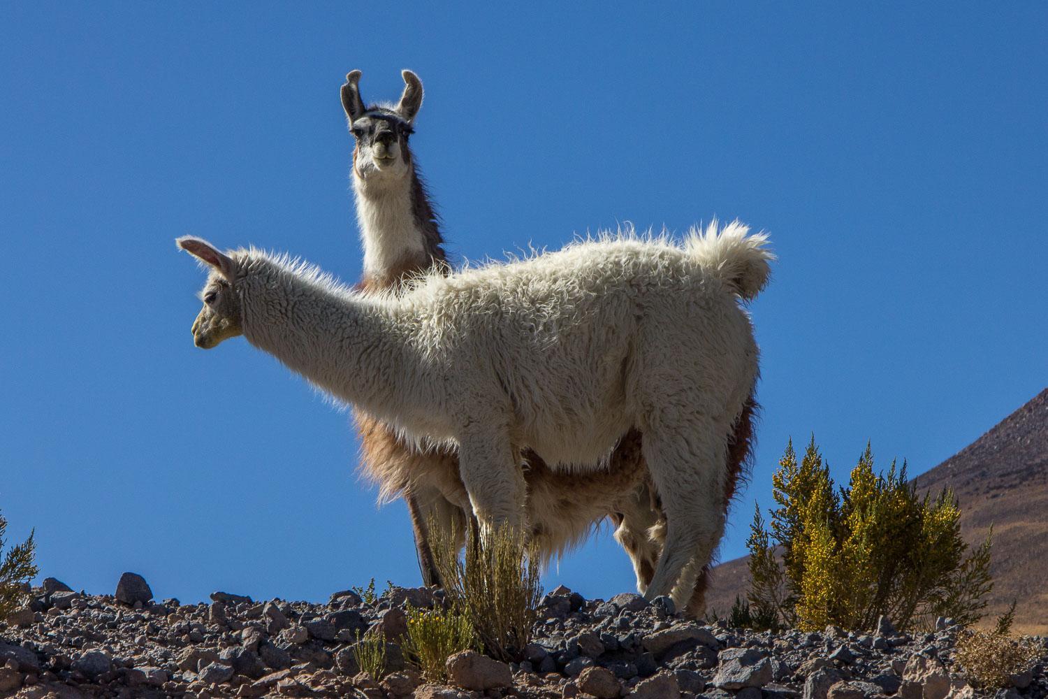 Day 4 Colchane to Pica, Chile - Wide Angle Adventure