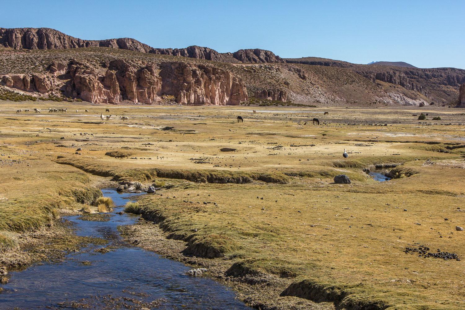 Day 4 Colchane to Pica, Chile - Wide Angle Adventure