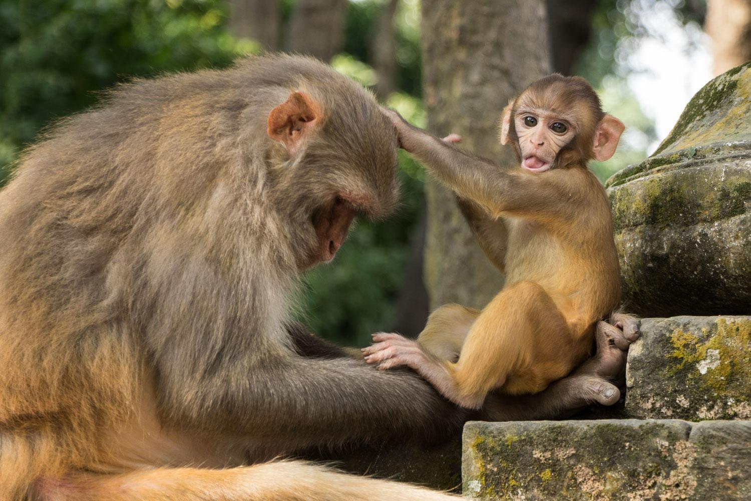 Swayambhunath (Monkey Temple), Kathmandu, Nepal - Wide Angle Adventure
