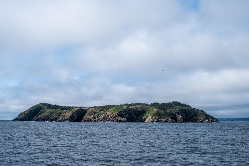 Puffin Viewing at Witless Bay Ecological Reserve, Newfoundland, Canada ...