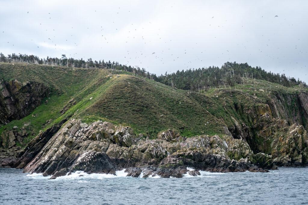 Puffin Viewing at Witless Bay Ecological Reserve, Newfoundland, Canada ...