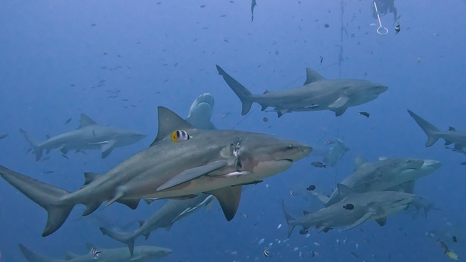 Bull Shark Dive at Beqa Lagoon, Fiji - Wide Angle Adventure